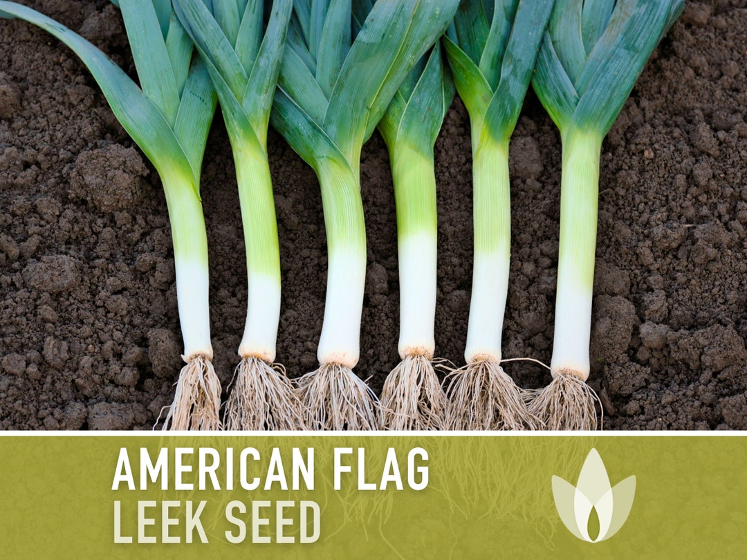 American Flag Leek Seeds - Heirloom Seeds, Onion Seeds, Cold Hardy ...