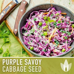 Purple Savoy Cabbage Seeds - Heirloom, Cold Hardy, 150 Seeds - Etsy