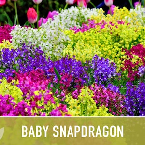 Baby Snapdragon (toadflax) Flower Seeds - Heirloom Seeds, Spurred ...