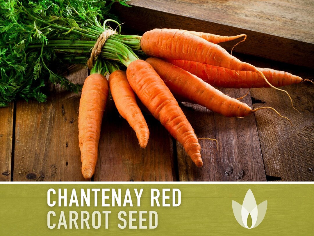 Chantenay Red Core Carrot Heirloom Seeds - Juicing Carrot, Good in ...