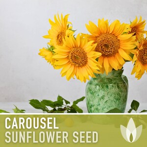 Carousel Sunflower Seeds - Heirloom Seeds, Compact Sunflower ...