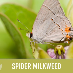 Spider Milkweed Seeds – Asclepias Viridis, Monarch Butterfly Garden - Etsy