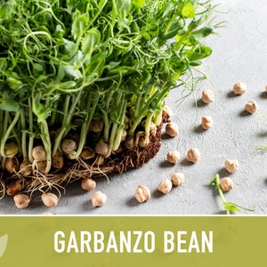 Garbanzo Heirloom Bean Seeds - Non-gmo Chickpea, Sprouting, Microgreens ...