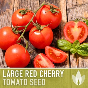 Large Red Cherry Tomato Heirloom Seeds - Fresh Salad, Indeterminate ...