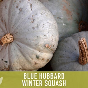 Blue Hubbard Winter Squash Heirloom Seeds - Etsy