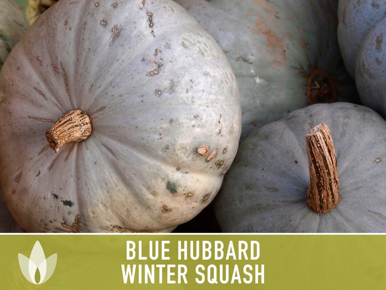 Blue Hubbard Winter Squash Heirloom Seeds - Etsy