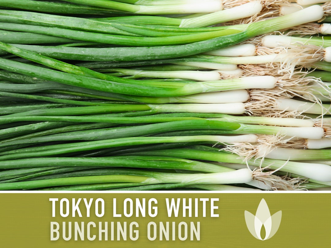 Tokyo Long White Bunching Onion Seeds - Japanese Heirloom - Etsy