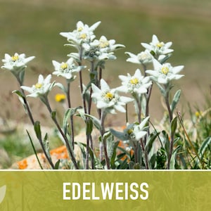 Edelweiss Flower Seeds – Heirloom Alpine Wildflower, Medicinal Plant - Etsy