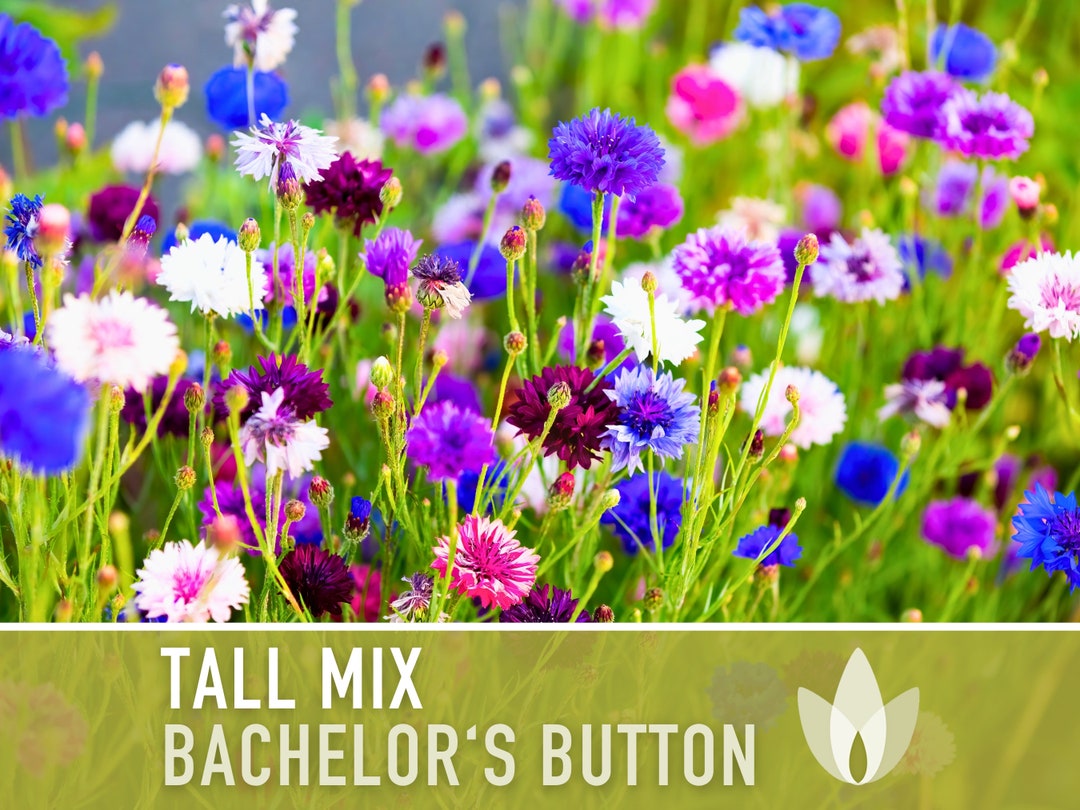 Tall Bachelor's Button Flower Seeds, Heirloom Cornflower Mix - Etsy