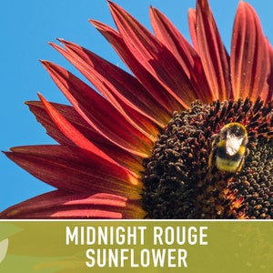 Midnight Rouge Sunflower Seeds - Heirloom Seeds, Deep Burgundy Blooms ...