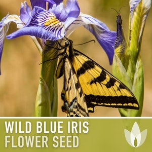 Wild Blue Iris Flower Seeds - Heirloom Seeds, Missouri Native Flower ...