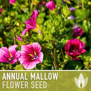 Annual Mallow, Mix - 25 Seeds - Heirloom Flower Seeds, Pink, White ...