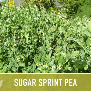 Sugar Sprint Snap Pea Seeds - Heirloom Seeds, Stringless, Container ...