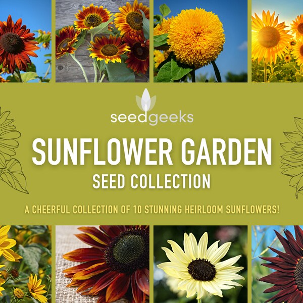 Varieties of Sunflowers - Etsy