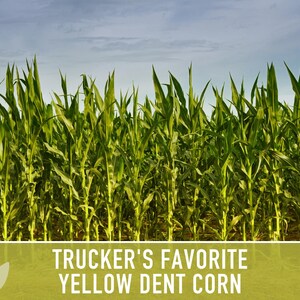 Trucker's Favorite Yellow Dent Corn Heirloom Seeds - 25 Seeds, Open ...