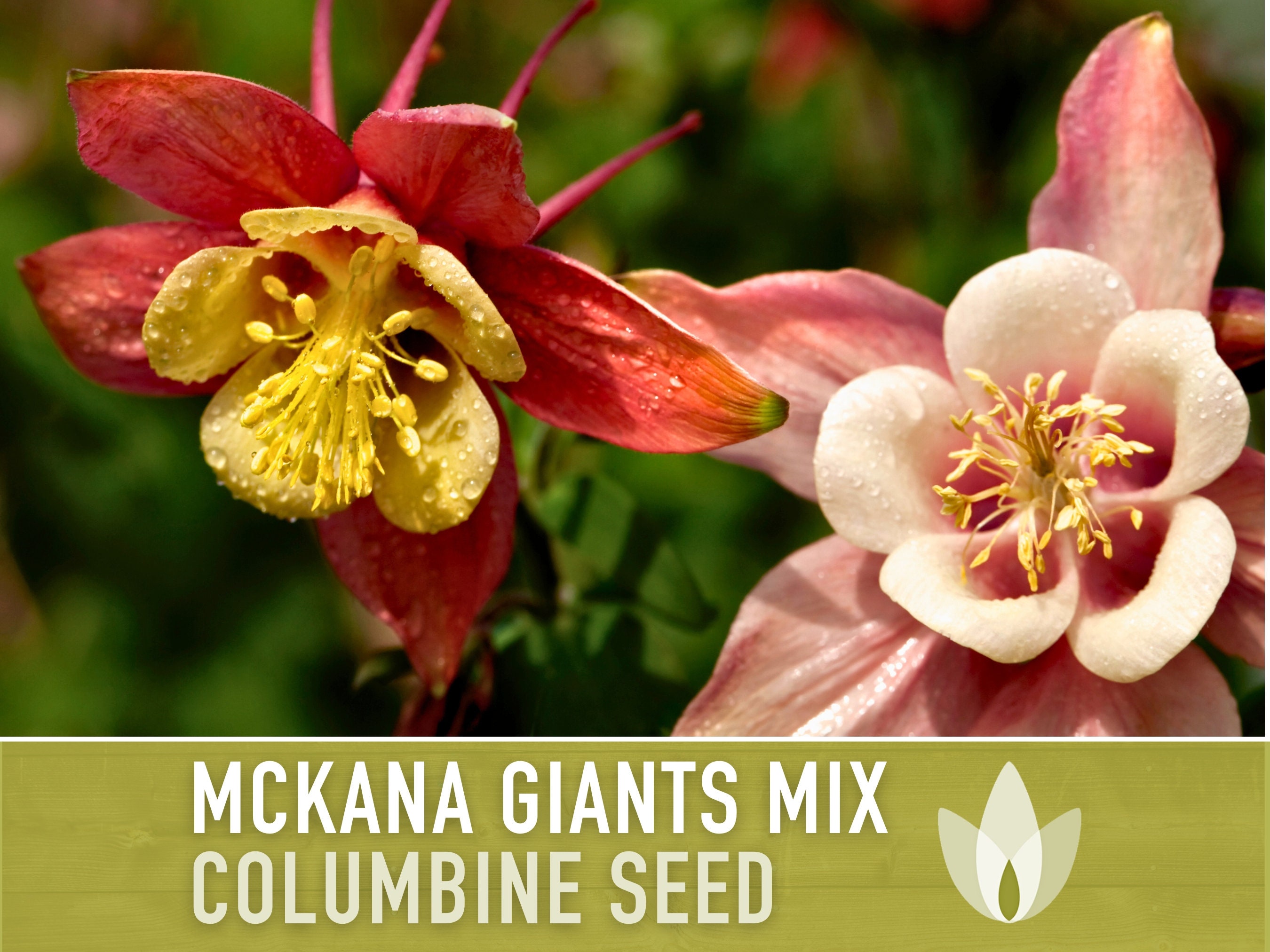 Mckana Giants Columbine Seeds, Heirloom Aquilegia, Cut Flowers (100 ...