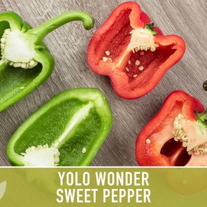 Yolo Wonder Sweet Bell Pepper Heirloom Seeds - Stuffed Pepper ...
