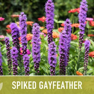 Spiked Gayfeather Flower Seeds - Heirloom Seeds, Medicinal Plant ...