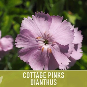 Cottage Pinks Dianthus Flower Seeds - Heirloom Seeds, Chinese Pinks ...