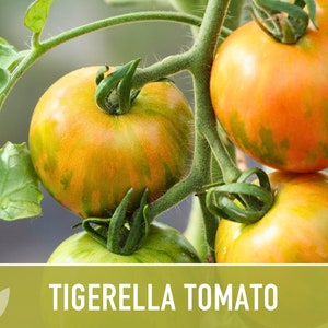 Tigerella Tomato Seeds - Heirloom Seeds, Tiger-striped Tomato, Green ...