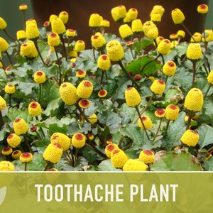 Toothache Plant Seeds – Spilanthes Oleracea, Heirloom Herb - Etsy