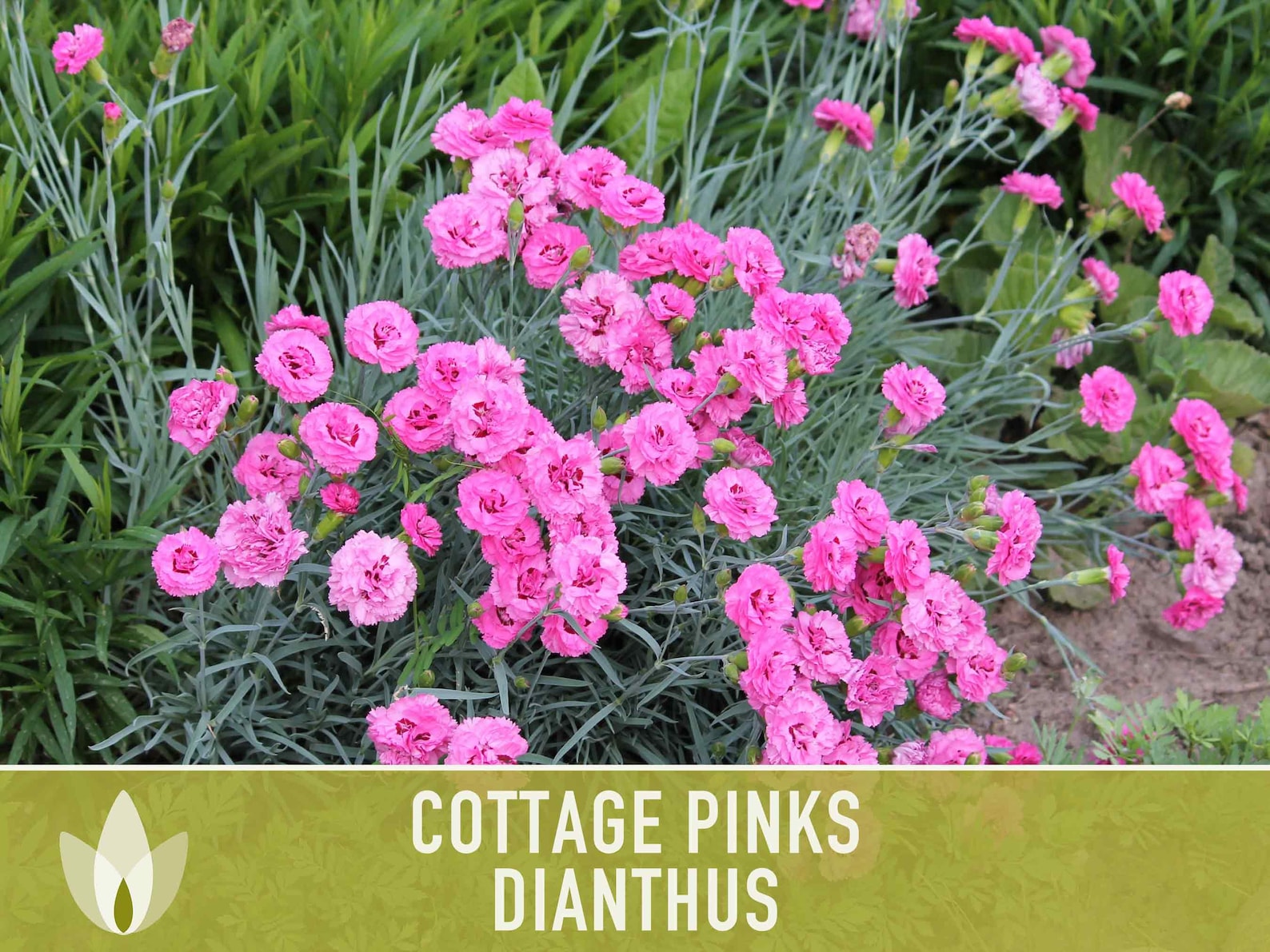 Cottage Pinks Dianthus Flower Seeds Heirloom Seeds Chinese - Etsy