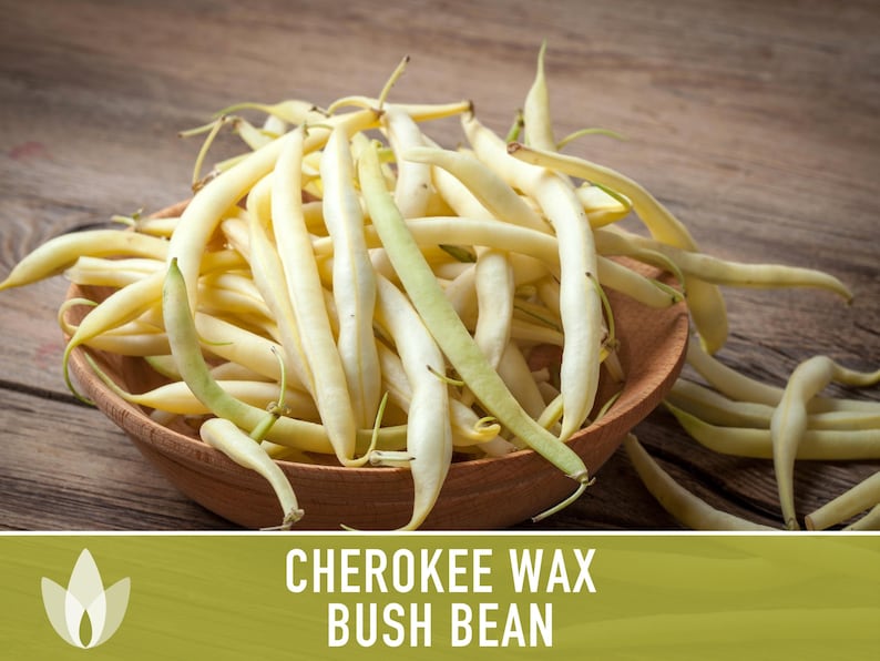 Cherokee Wax Bush Bean Seeds - Heirloom, Frozen Beans, Canned Beans ...