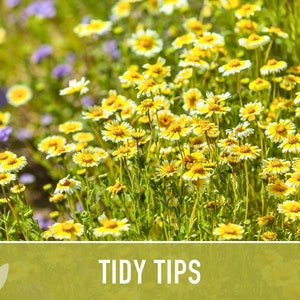 Tidy Tips Flower Seeds - Heirloom Seeds, Southwest Native Wildflower ...