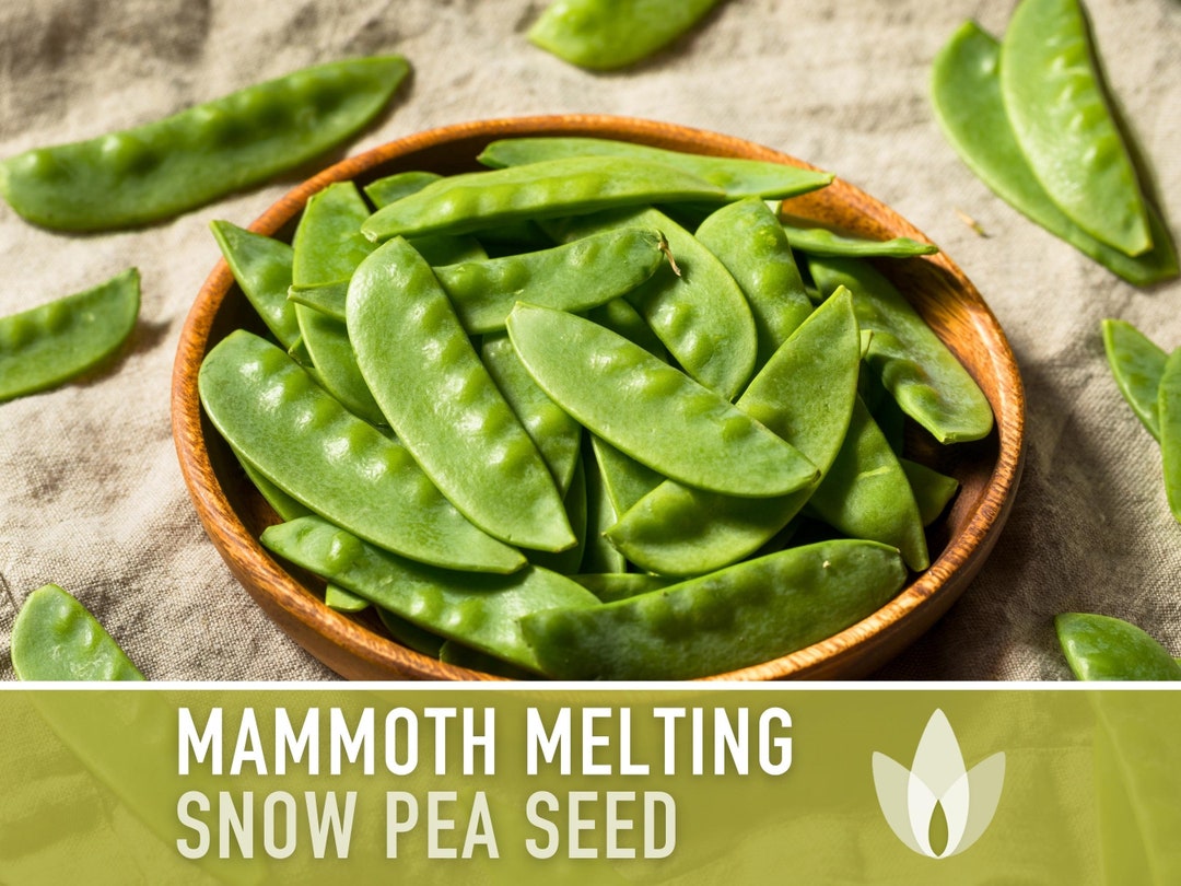 Mammoth Melting Sugar Snow Pea Seeds - Heirloom Seeds, Stringless Pods ...