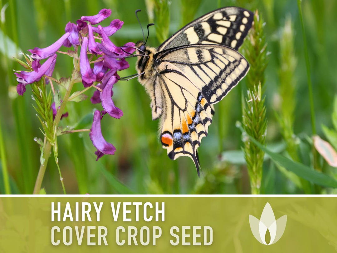 Hairy Vetch Cover Crop Heirloom Seeds - 1 Ounce, Sprouting Seeds, Green ...