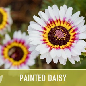 Painted Daisy Flower Seeds - Heirloom, Cut Flowers, Annual, Dried ...