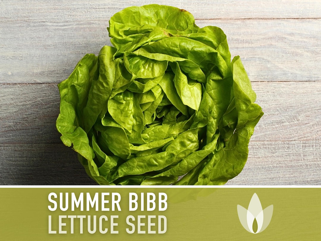 Summer Bibb Lettuce Heirloom Seeds - Slow to Bolt, Heat Tolerant ...