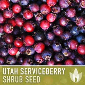Utah Serviceberry - 10 Seeds - Heirloom Shrub Seeds, Purple Berries ...