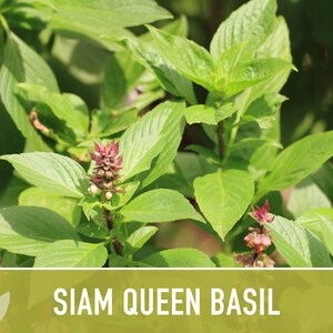 Siam Queen Basil Seeds – Thai Culinary Herb, Open Pollinated - Etsy