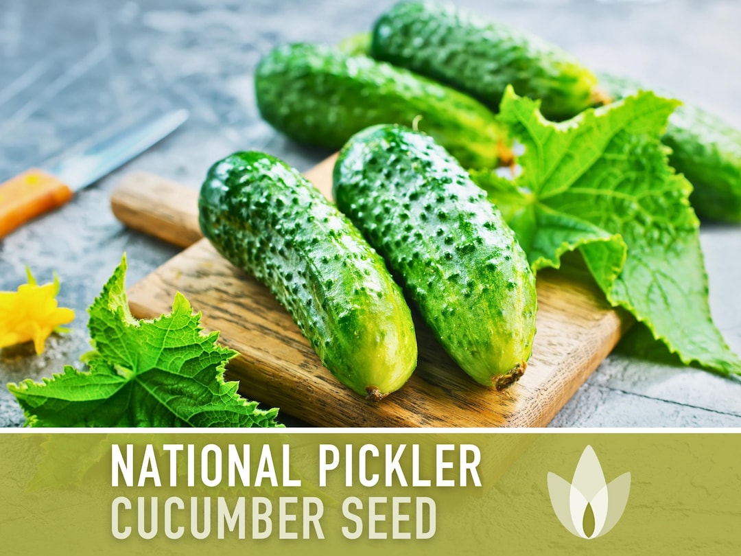 National Pickler Cucumber Seeds – High Yield, Mosaic Resistant - Etsy