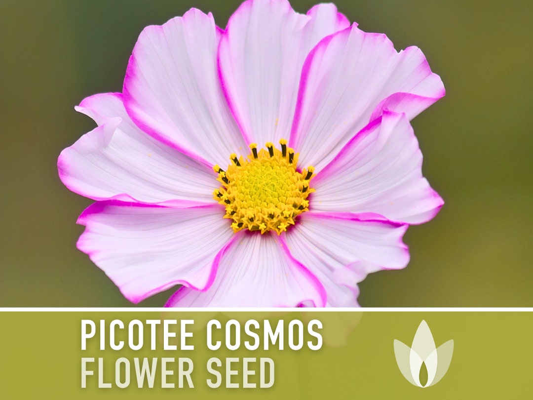Picotee Cosmos Flower Seeds - Heirloom Flowers, Cut Flowers, Butterfly ...