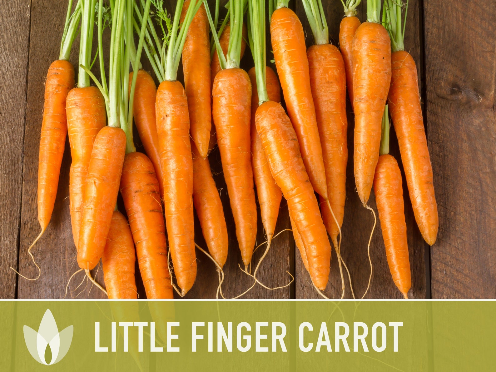 Little Finger Carrot Heirloom Seeds - Etsy
