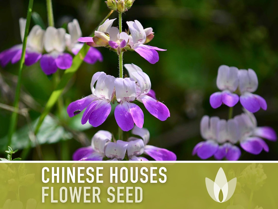 Chinese Houses Flower Seeds - Heirloom Seeds, Blue Eyed Mary ...