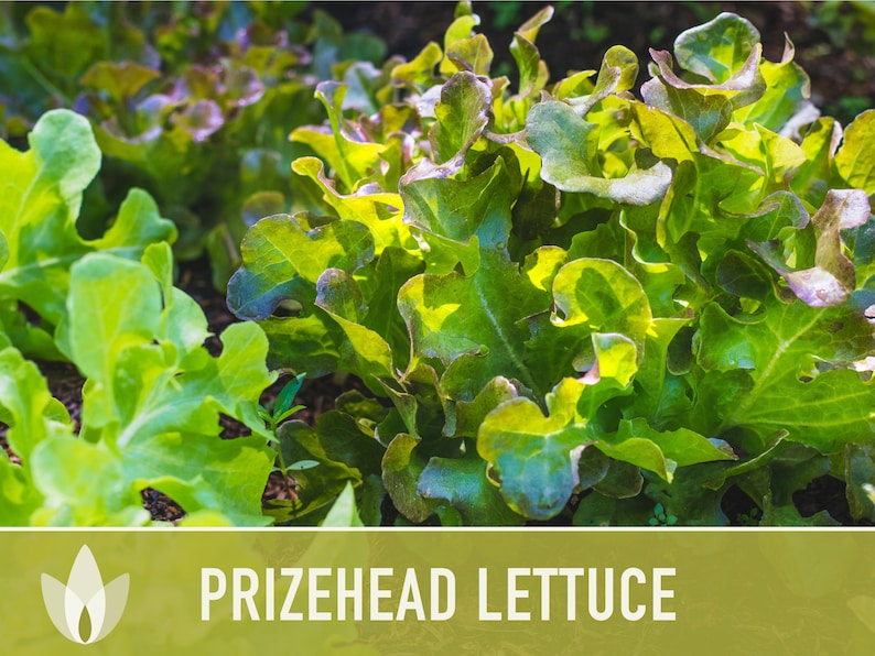 Prizehead Lettuce Seeds - Broad Leaf, Non-gmo, Open Pollinated - Etsy