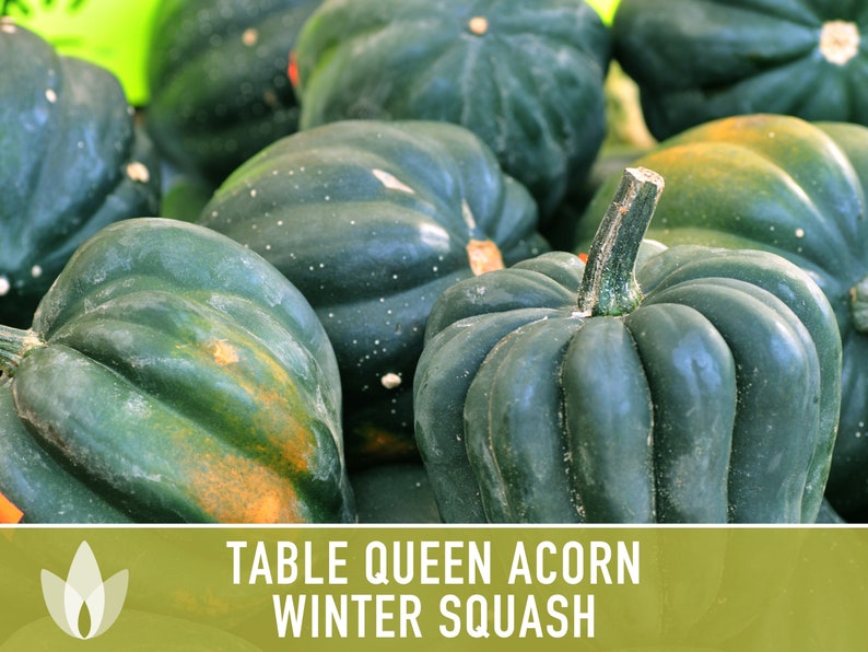 Table Queen Acorn Winter Squash Heirloom Seeds - Etsy