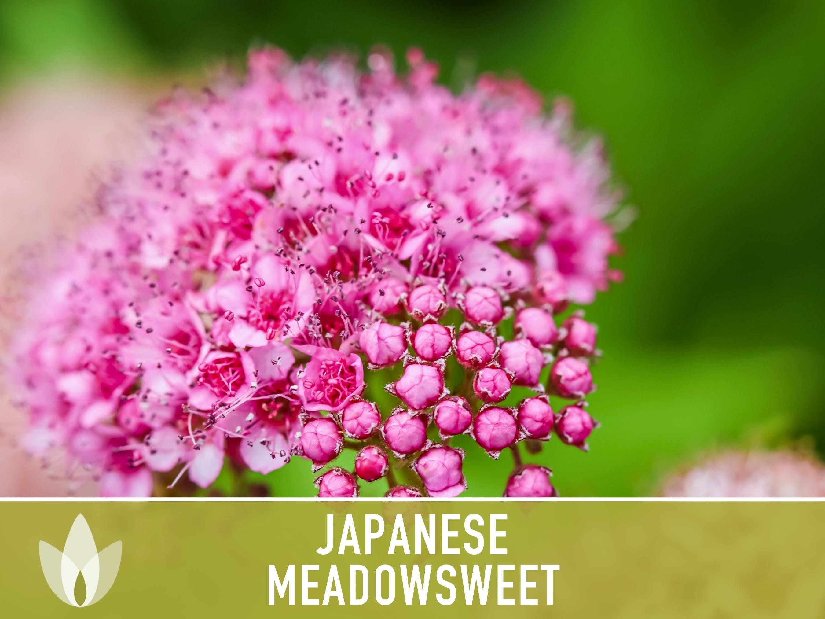 Japanese Meadowsweet Seeds - Heirloom Spiraea Japonica, 50 Seeds - Etsy