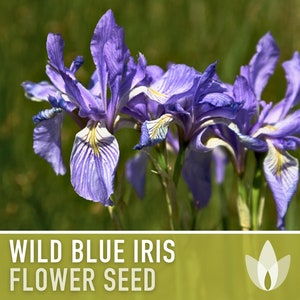 Wild Blue Iris Flower Seeds - Heirloom Seeds, Missouri Native Flower ...