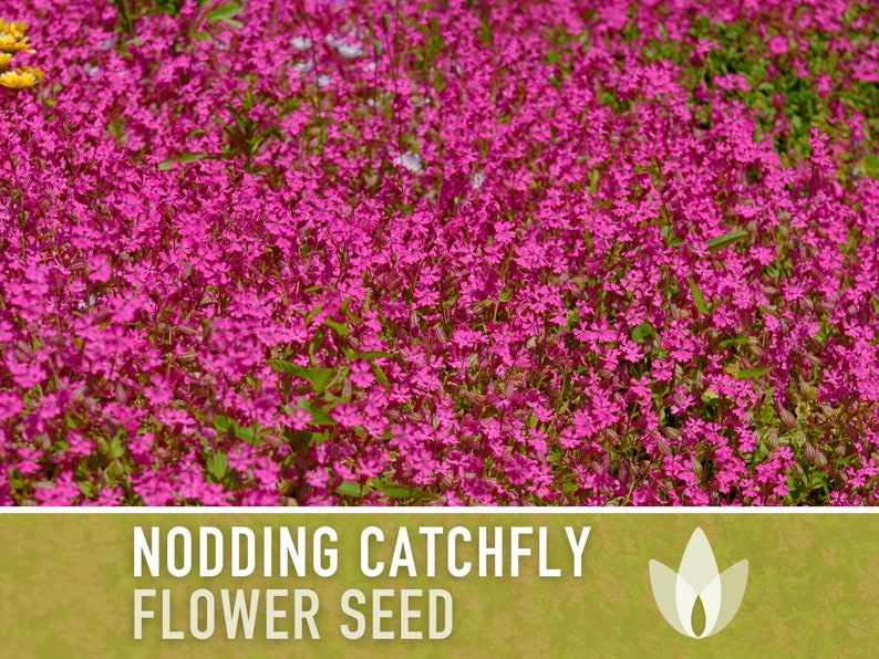 Nodding Catchfly Seeds – Rose Pink Blooms, Pollinator Garden (100 Seeds ...