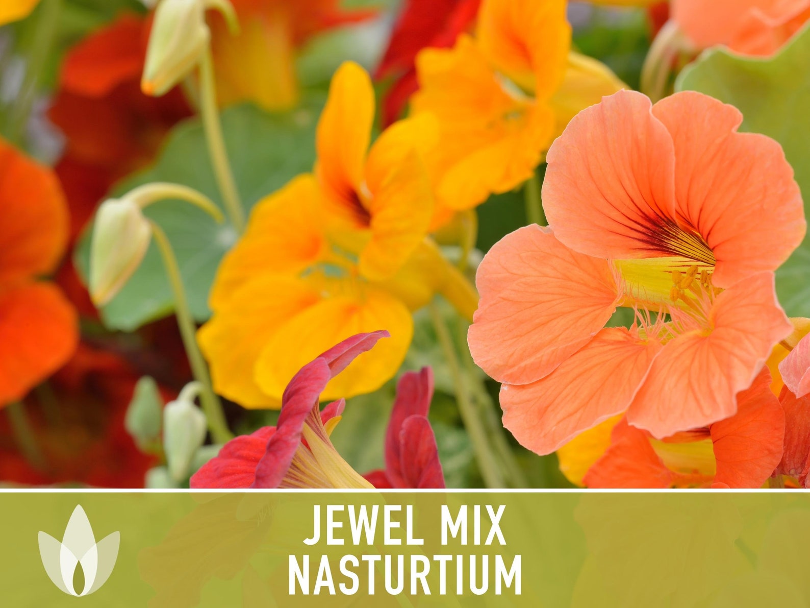 Nasturtium Jewel Mix Dwarf Heirloom Flower Seeds - Etsy