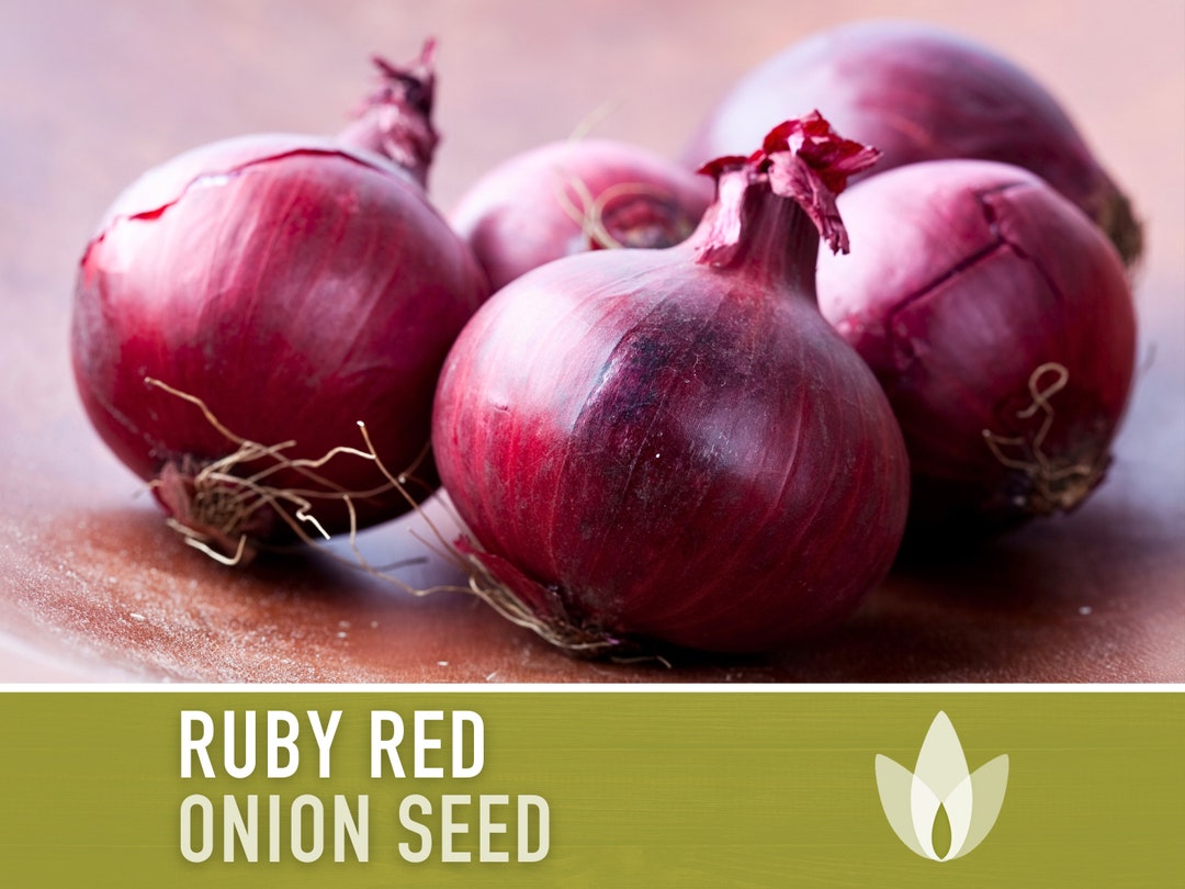 Ruby Red Onion Seeds - Heirloom Seeds, Root Vegetables, Fall Garden ...