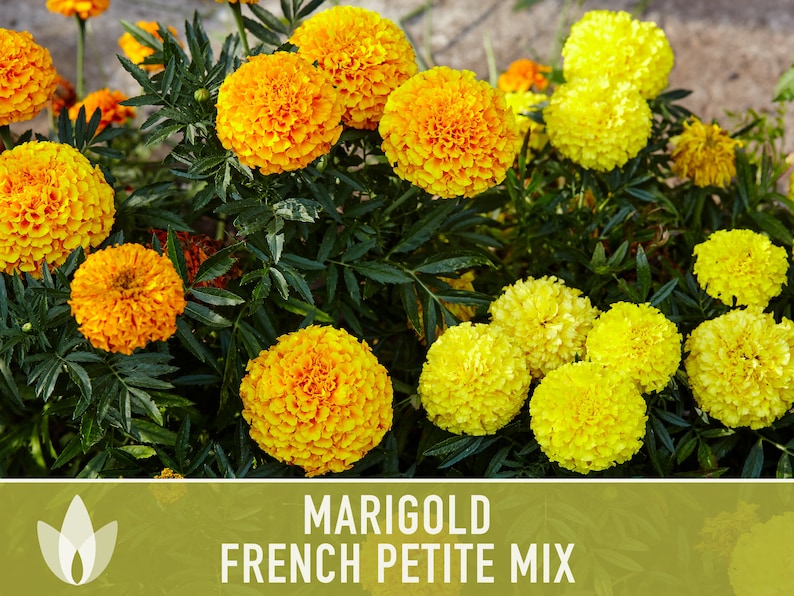French Marigold Seeds – Petite Mix, Heirloom, Bee Garden - Etsy