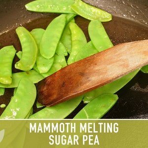 Mammoth Melting Snow Pea Seeds – Heirloom, Stringless Pods - Etsy