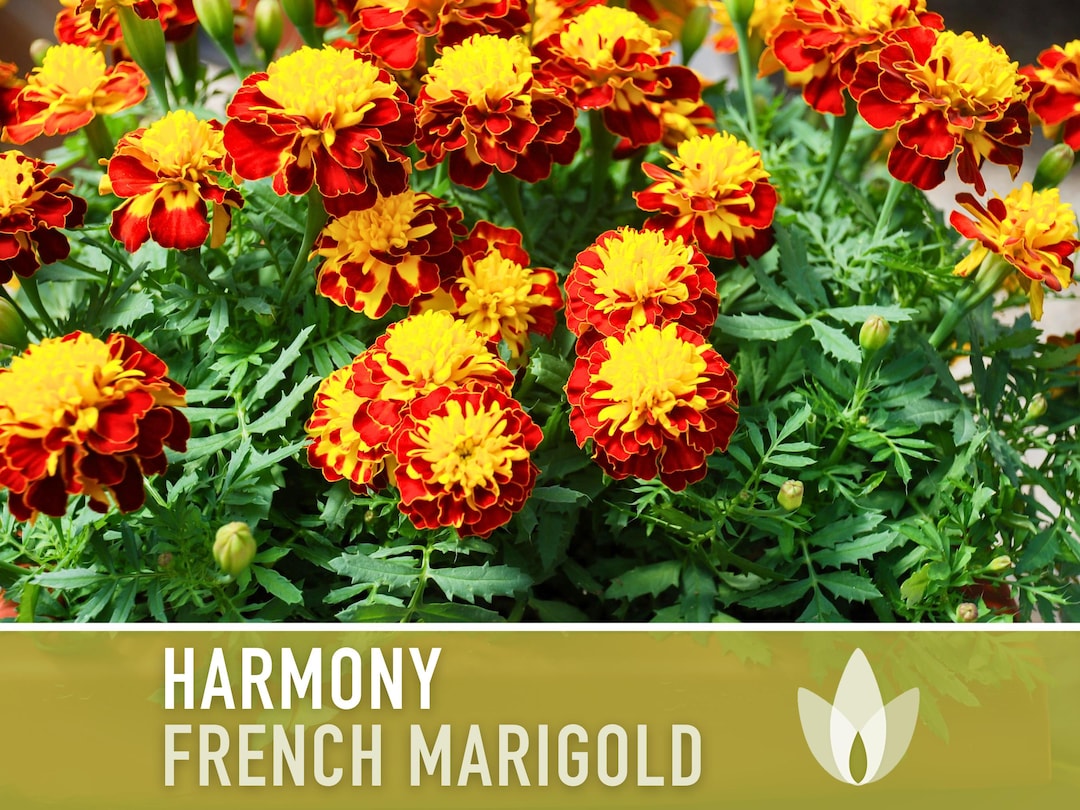 French Marigold, Harmony Flower Seeds - 50 Heirloom Seeds, Dwarf ...