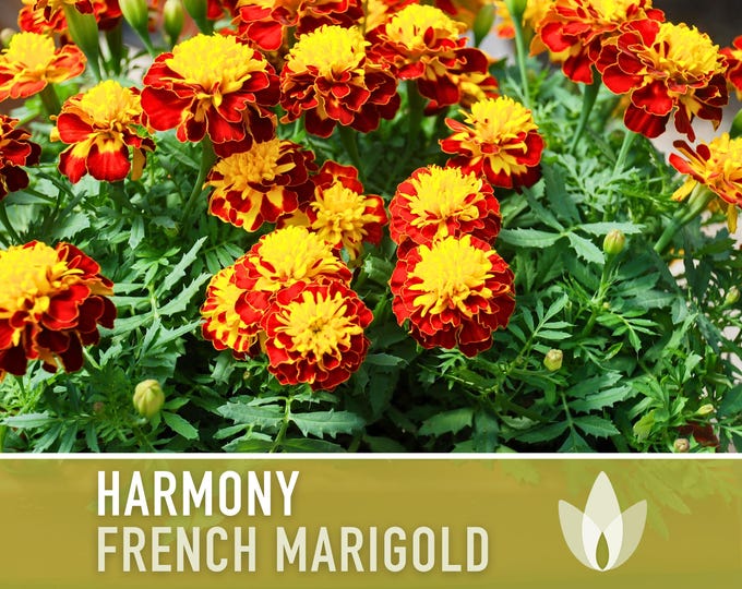 French Marigold, Harmony Flower Seeds - 50 Heirloom Seeds, Dwarf Marigold, Bi-colored Double ...