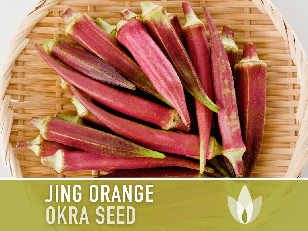 Jing Orange Okra Seeds - Heirloom, Open Pollinated - Etsy